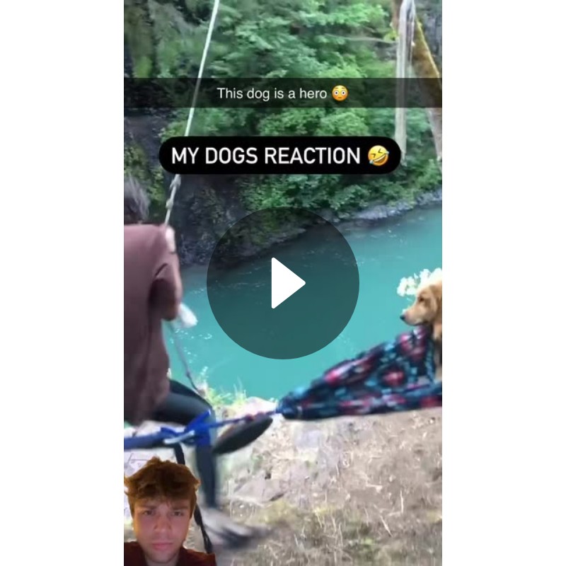 This dog is a hero 😳 | Spotlight on Snapchat