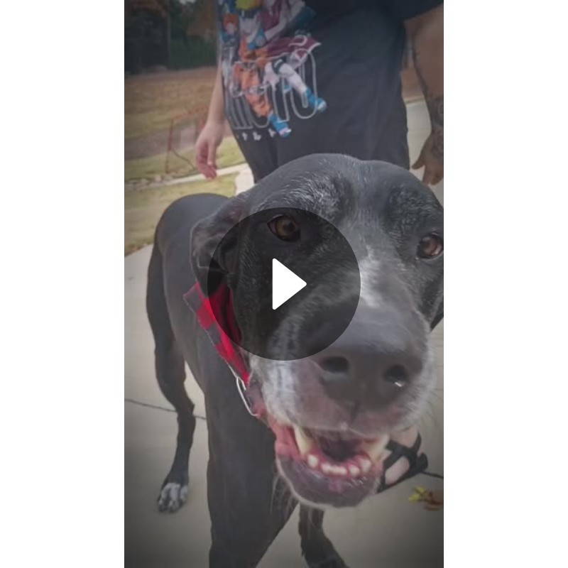 Kat Gee 💋😘 (@katsdawgs) | Cody shaking them haters off #doggroomer # ...