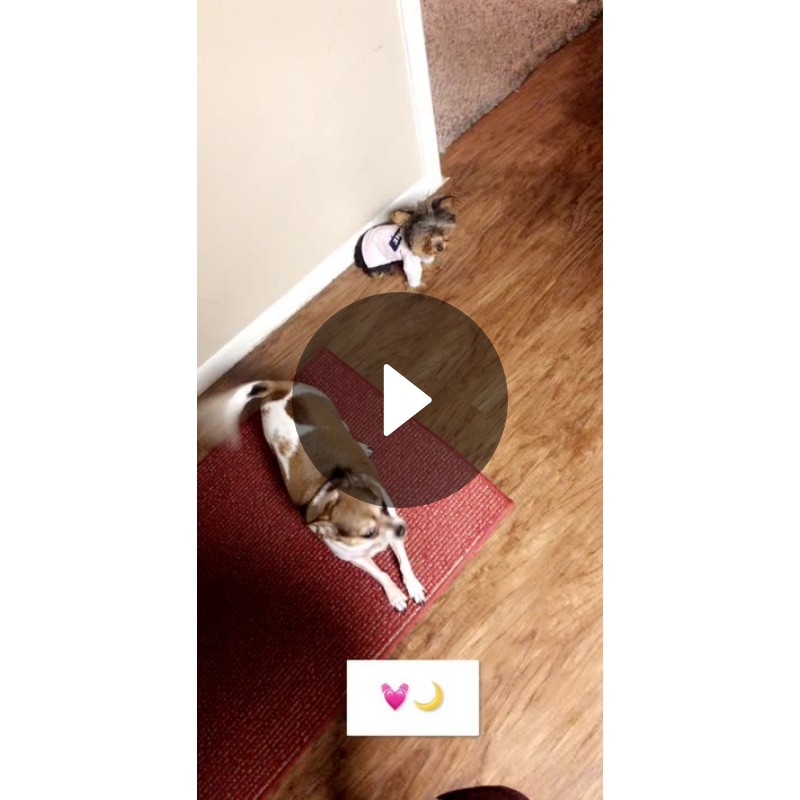 Cute dogs playing together. | Cjay🔪🩷 (@heyyy_cj) | Spotlight