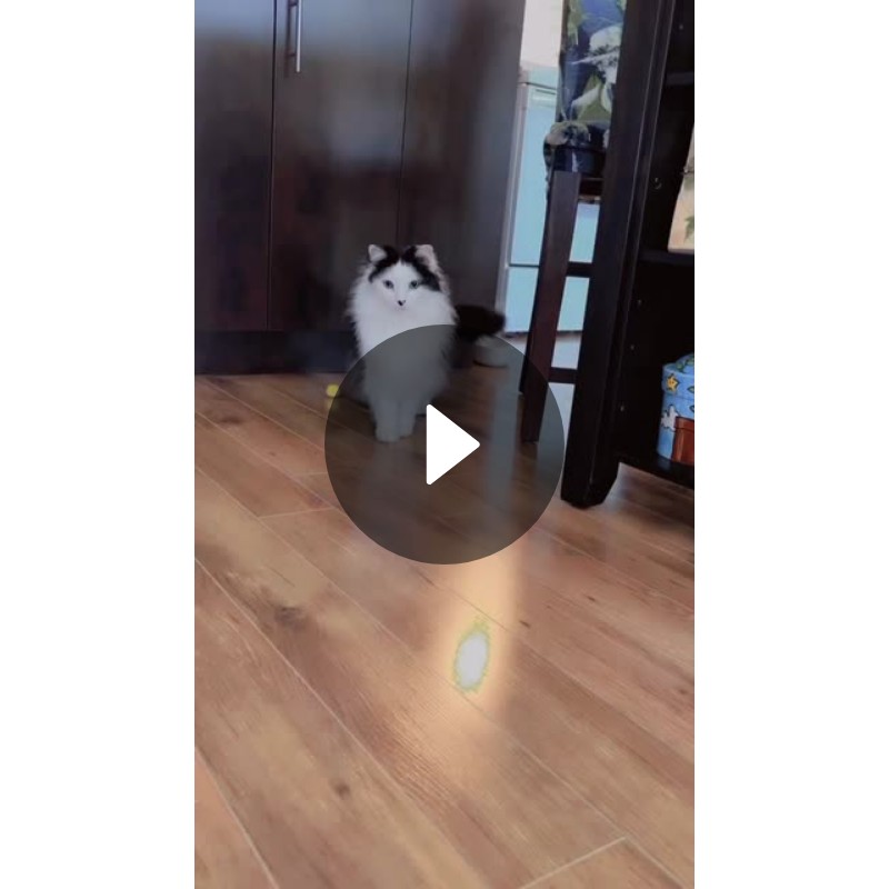 cat-spot | Spotlight on Snapchat