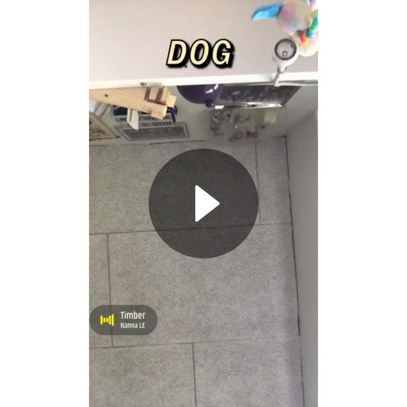 DOG | CAT | Spotlight on Snapchat