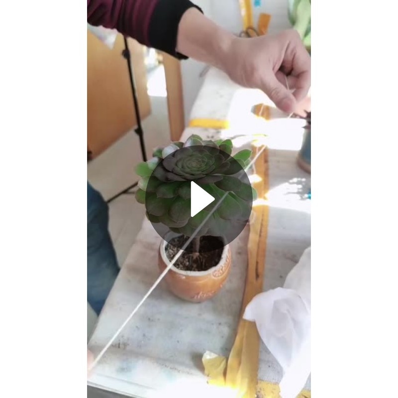 mei.garden | Spotlight on Snapchat