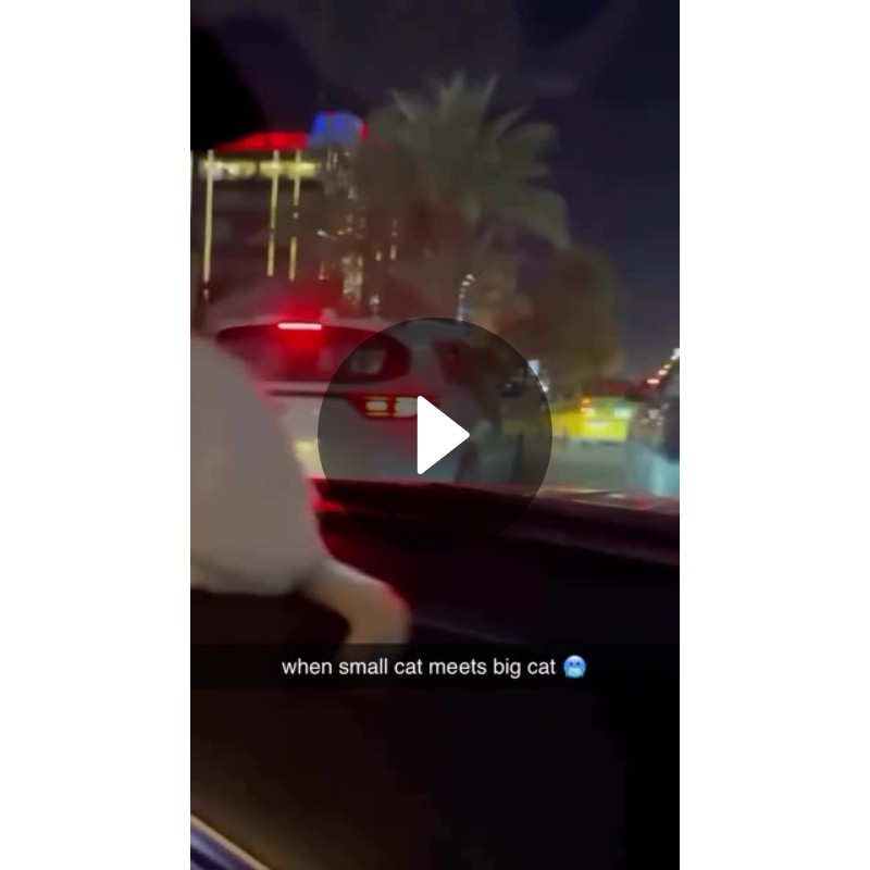 when small cat meets big cat 🥶 | Spotlight on Snapchat