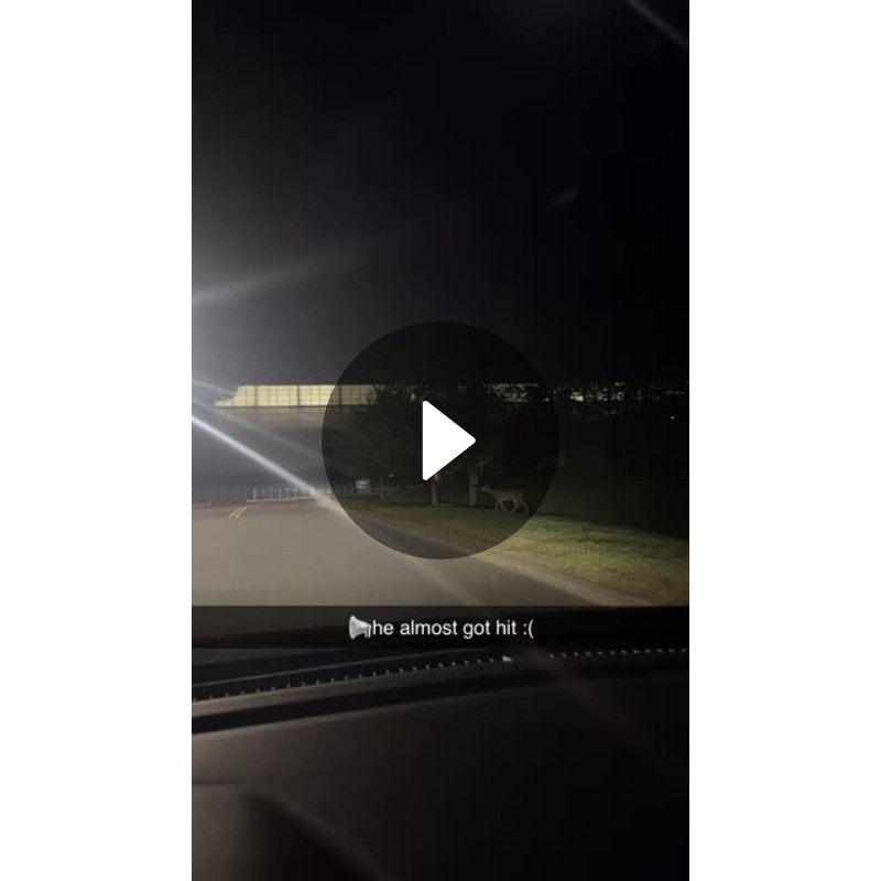 Nighttime Deer Encounter on Campus Road | Video by Nicolas Vans ...