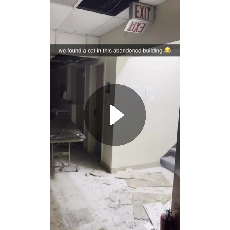 we found a cat in this abandoned building 😂 | Spotlight on Snapchat
