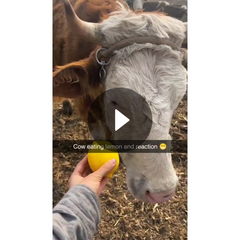 Cow eating lemon and reaction 😁 | Spotlight on Snapchat