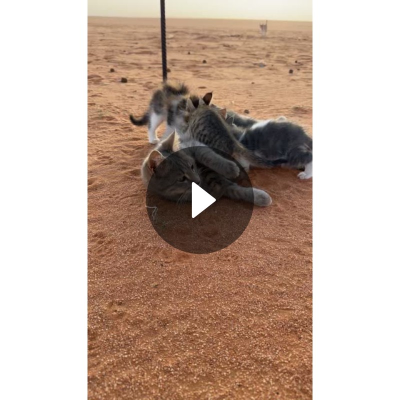 abo.esh | Spotlight on Snapchat