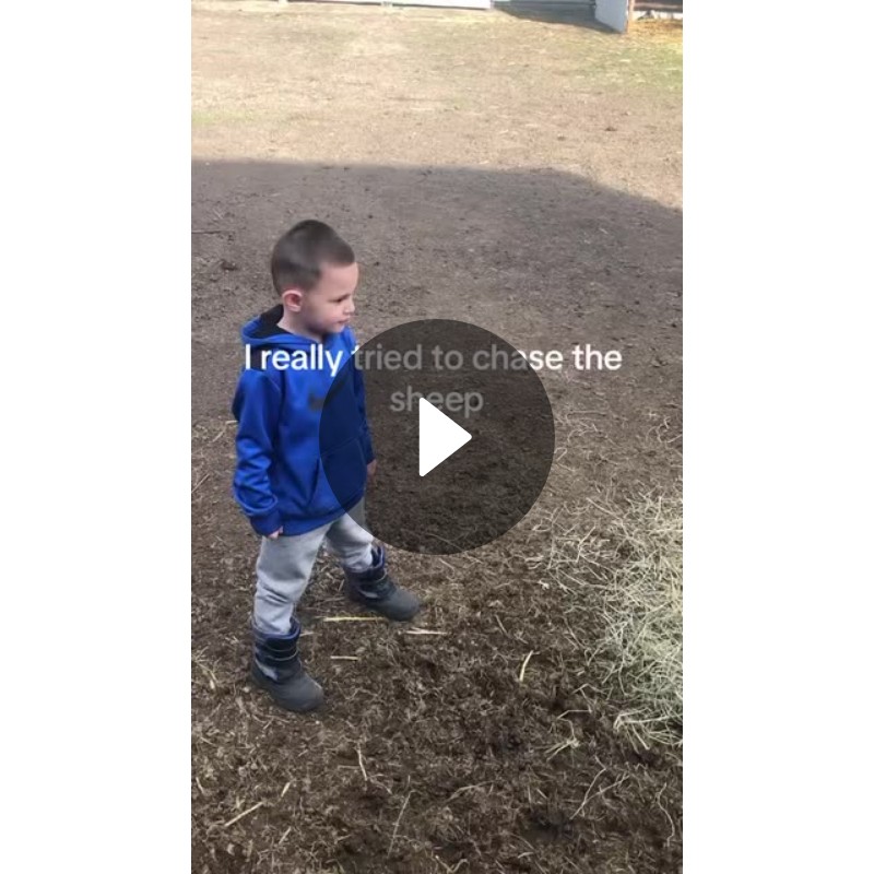 Kid Chases Sheep, Gets Knocked Down in Farmyard Mishap | Video by Bryce ...
