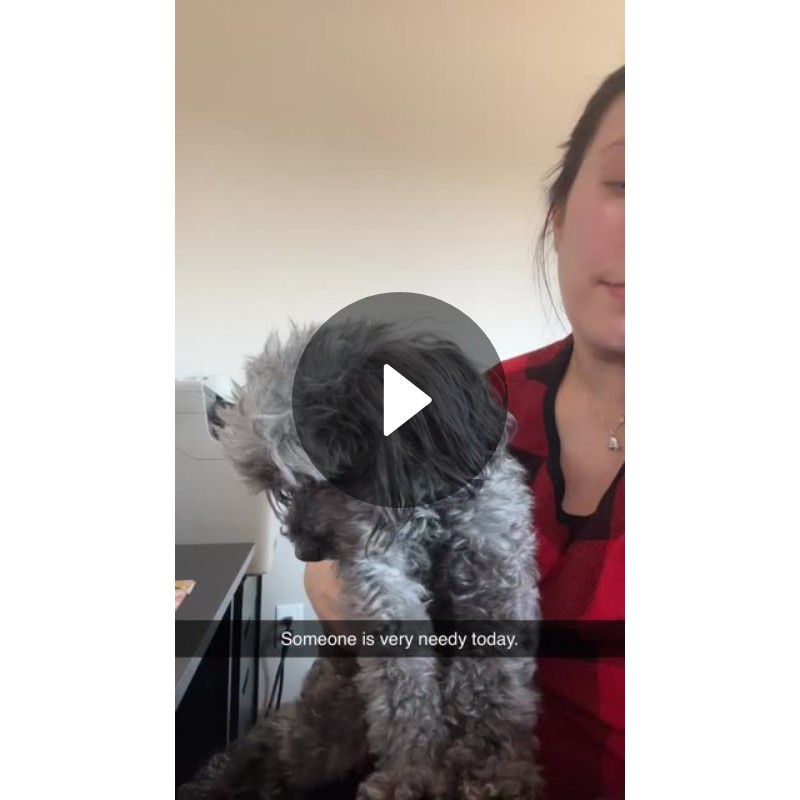 Someone is very needy today. | Spotlight on Snapchat