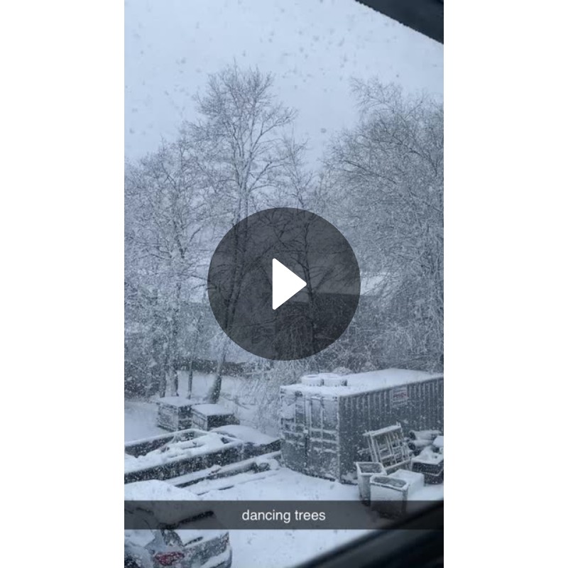 dancing trees | Spotlight on Snapchat