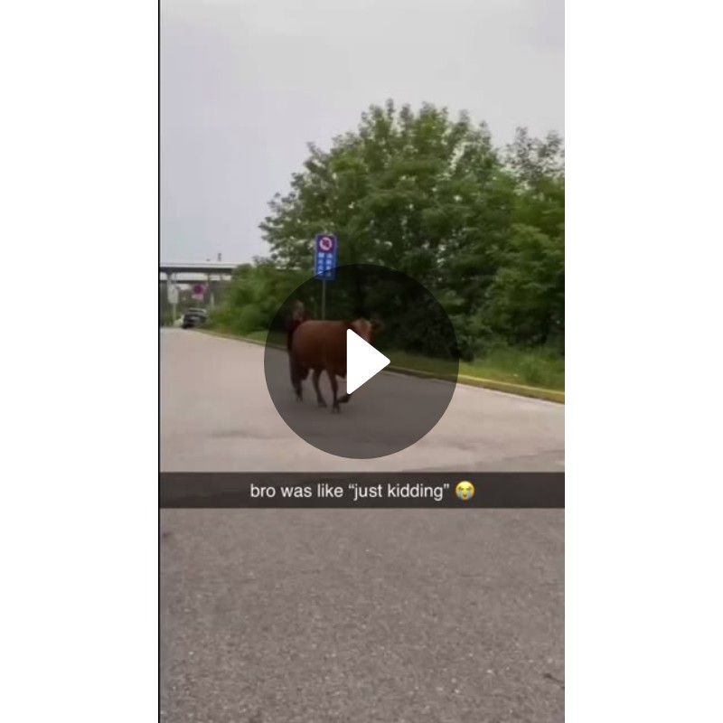 #cow | #running | Spotlight on Snapchat