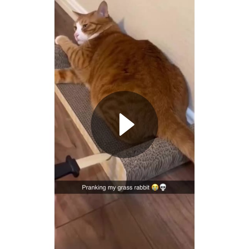 Pranking my grass rabbit 😭💀 | Spotlight on Snapchat