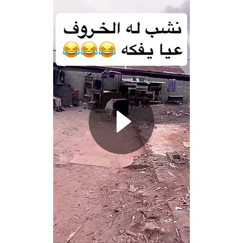 نشب له الخروف عيا يفكه 😂😂😂 | Spotlight on Snapchat