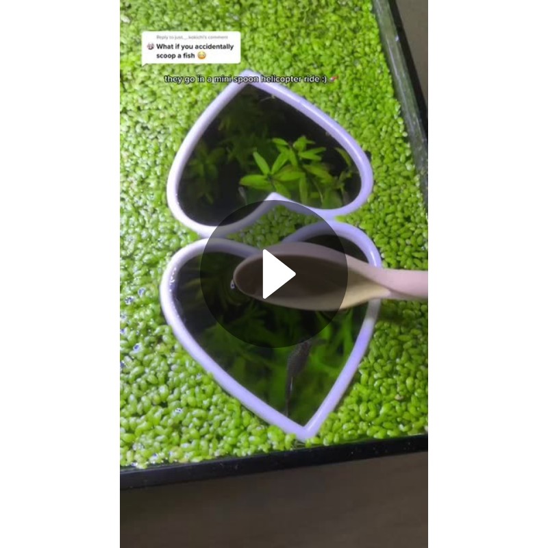 Britney Ta's Mini Spoon Helicopter Ride with a Fish! | Video by Britney ...