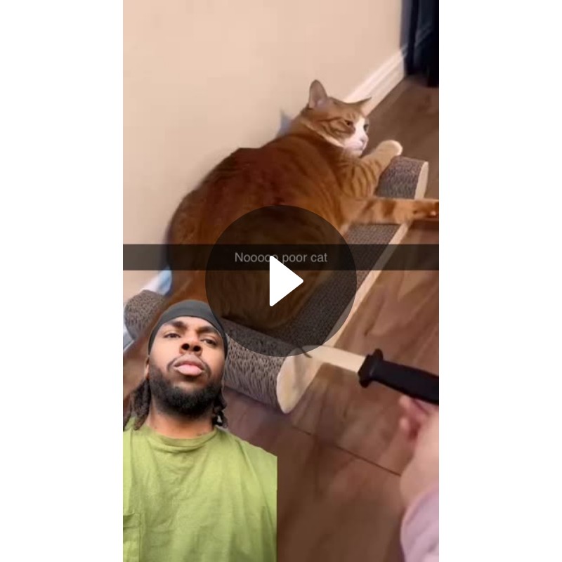 Nooooo poor cat | Spotlight on Snapchat