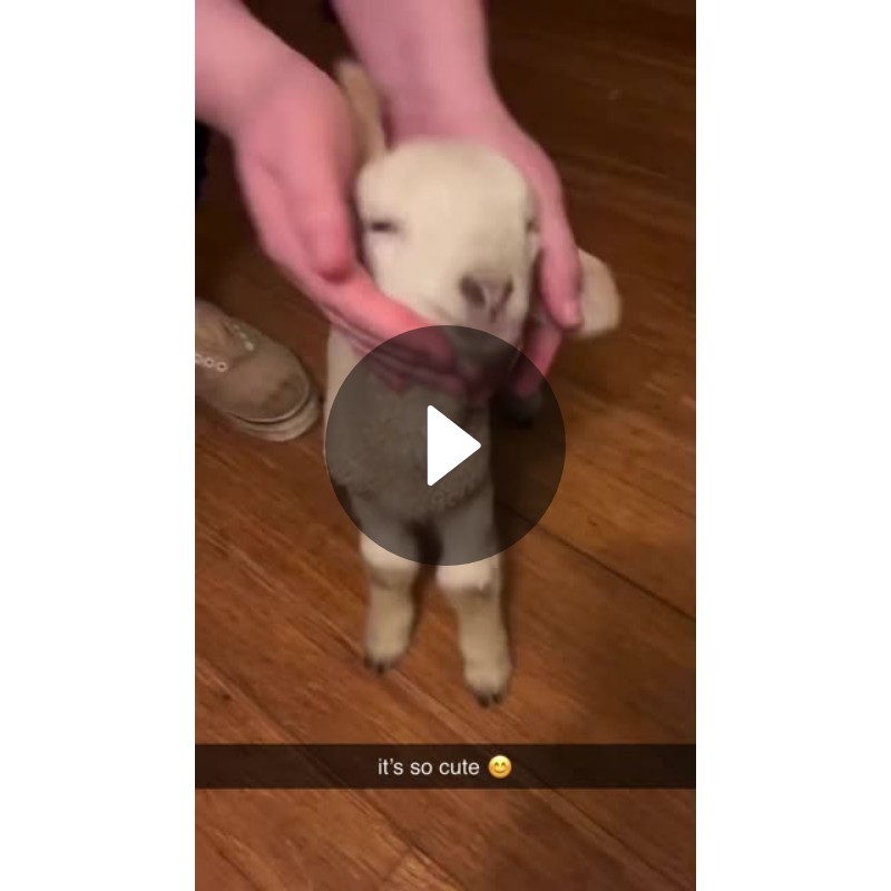 it’s so cute 😊 | Spotlight on Snapchat