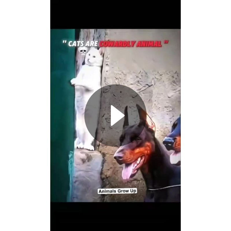 Animals Grow Up | Spotlight on Snapchat