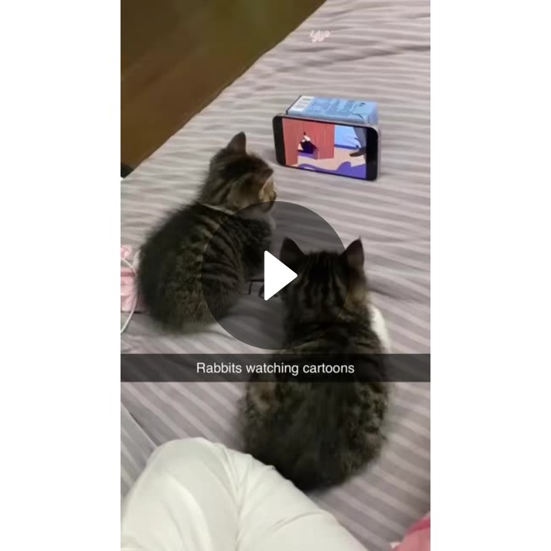 Rabbits watching cartoons | Spotlight on Snapchat