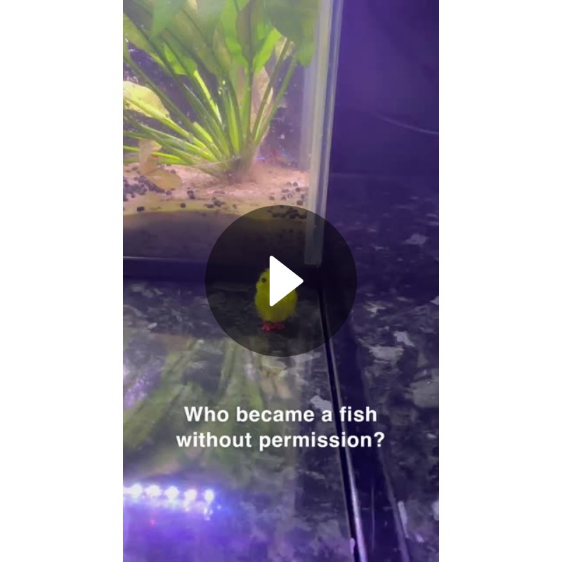 Who became a fish without permission? | Spotlight on Snapchat