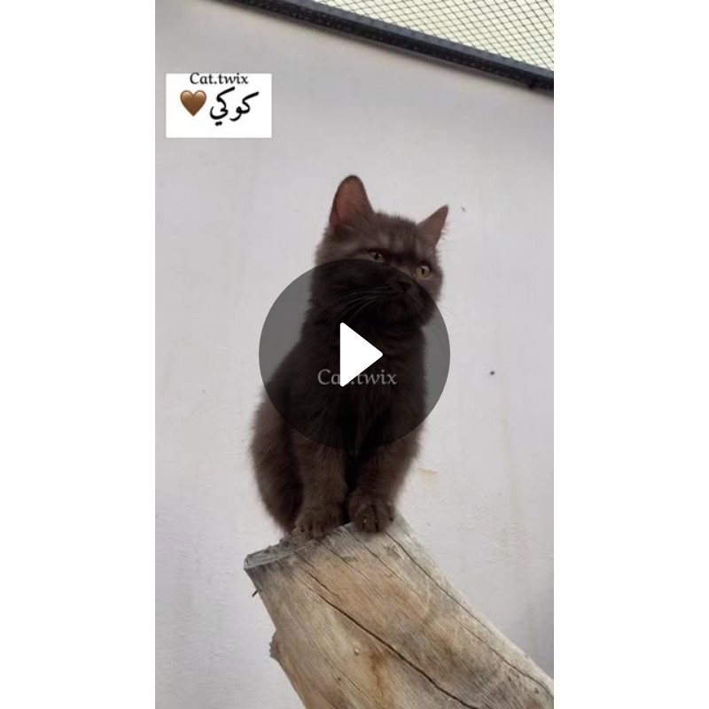 كوكي🤎 | Cat.twix | Cat.twix | Cat.twix | Cat.twix | Spotlight on Snapchat