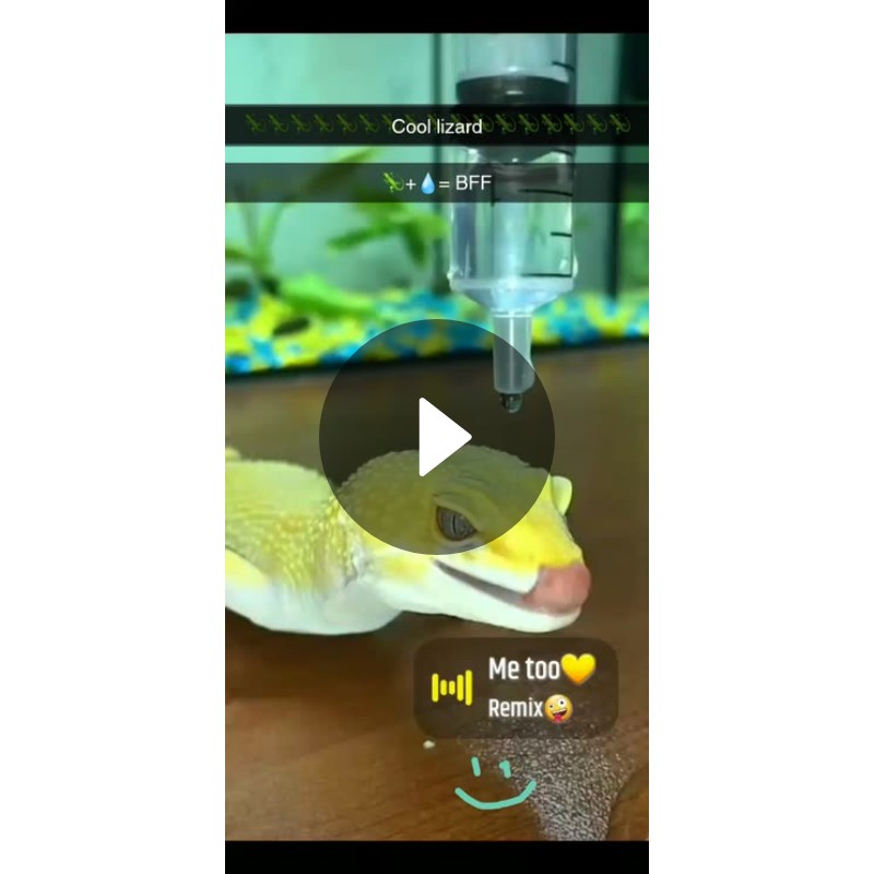 🦎🦎🦎🦎🦎🦎🦎🦎🦎🦎🦎🦎🦎🦎🦎🦎🦎 | Cool lizard | 🦎+💧= BFF | Spotlight on Snapchat