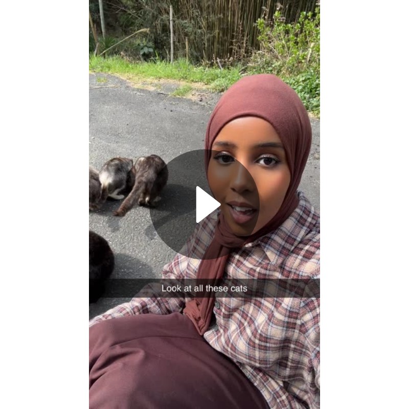 Look at all these cats | Spotlight on Snapchat